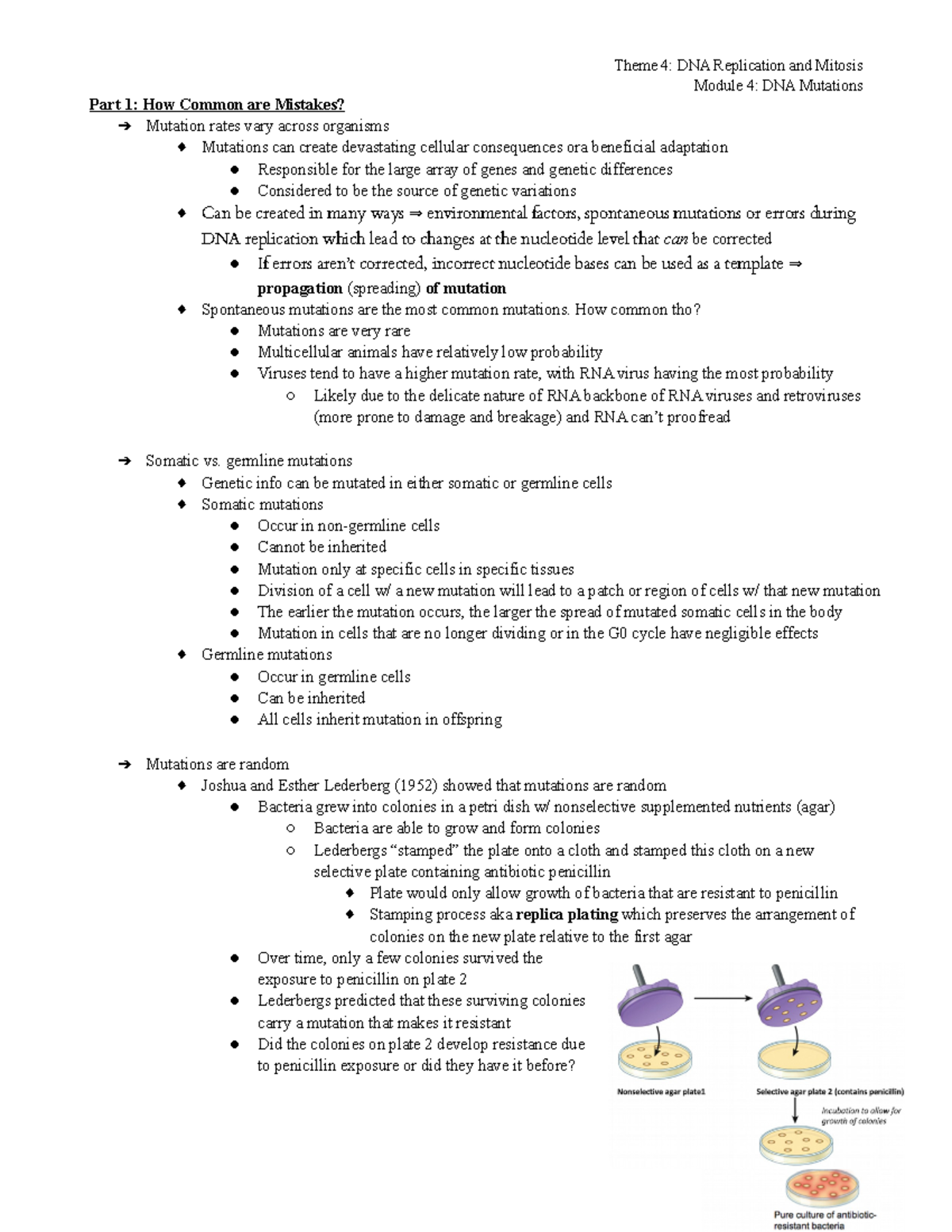 Theme 4, Module 4 - Notes - Module 4: DNA Mutations Part 1: How Common ...