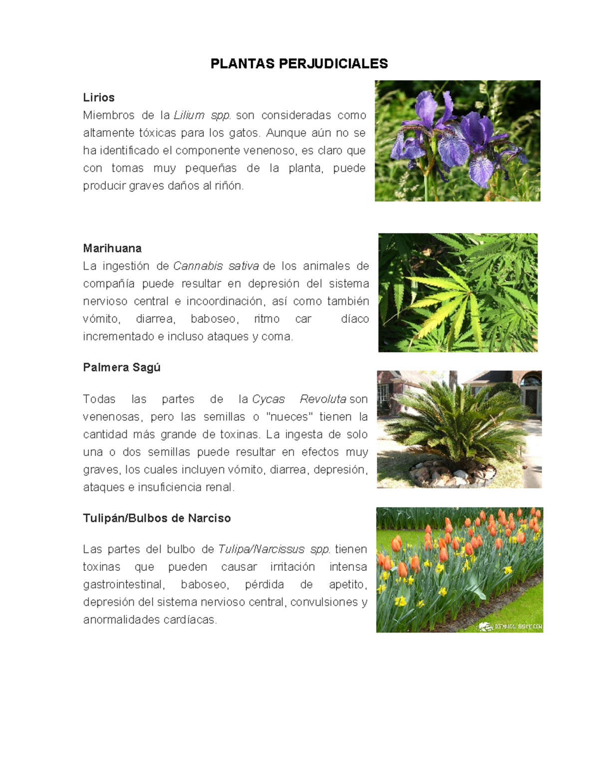 Plantas Perjudiciales - PLANTAS PERJUDICIALES Lirios Miembros de la ...