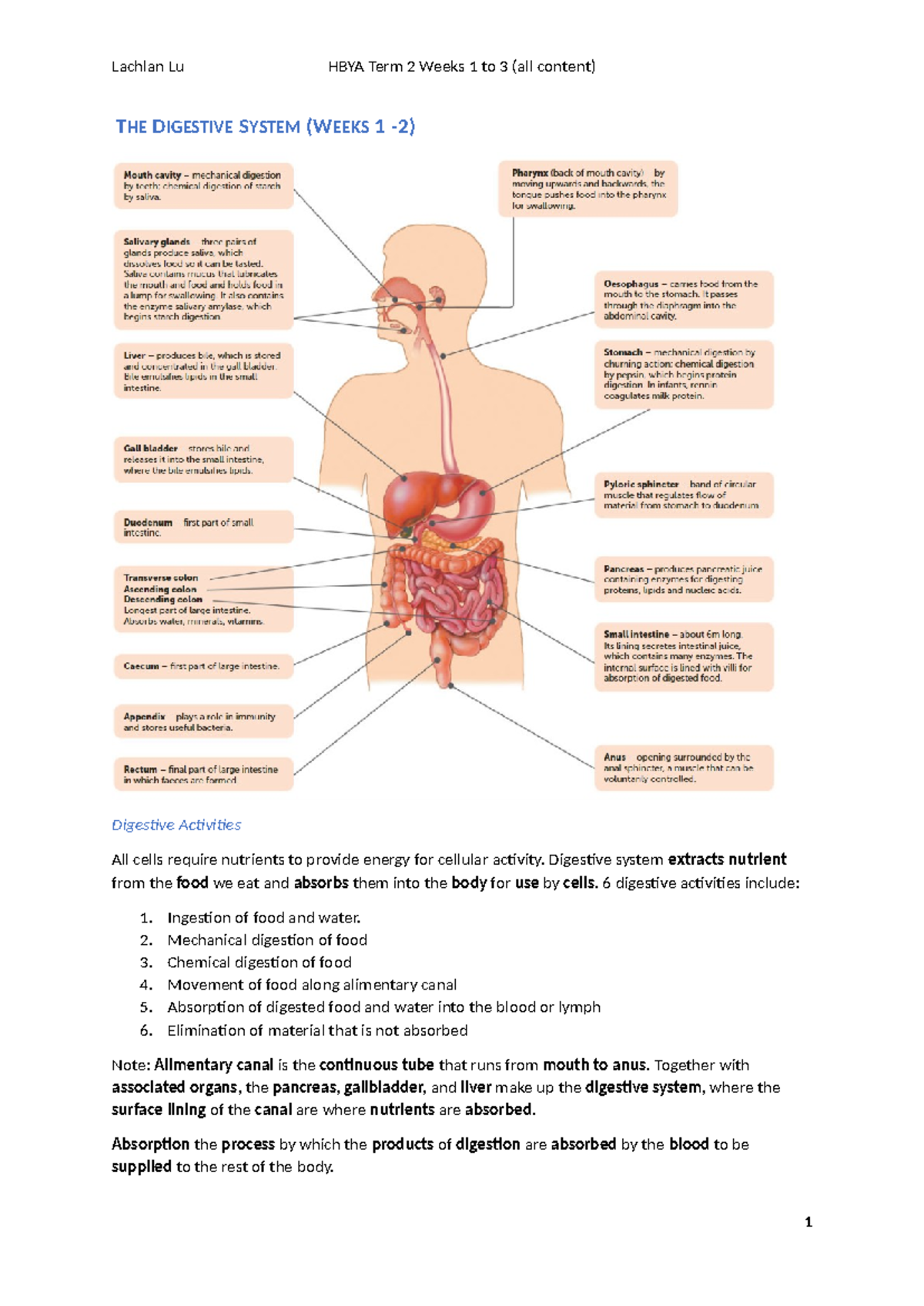 Llu1 HBYA Digestive System & Excretory System (Weeks - 3) - THE DIGESTIVE SYSTEM (WEEKS 1 -2 ...