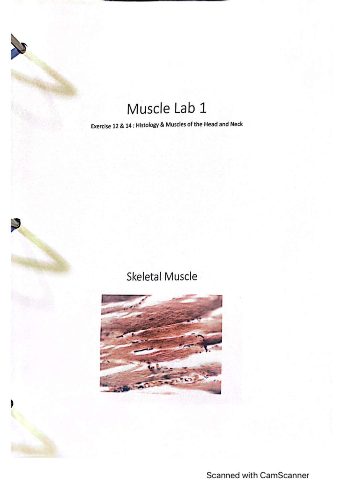 Muscle Lab 1 Exercise 12 and 14 - BIOL 141 - Studocu