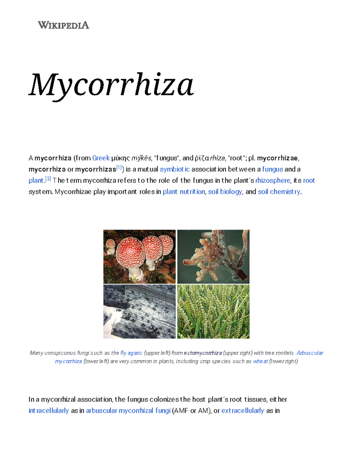 Mycorrhiza types and feature - Mycorrhiza A mycorrhiza (f rom Greek ...