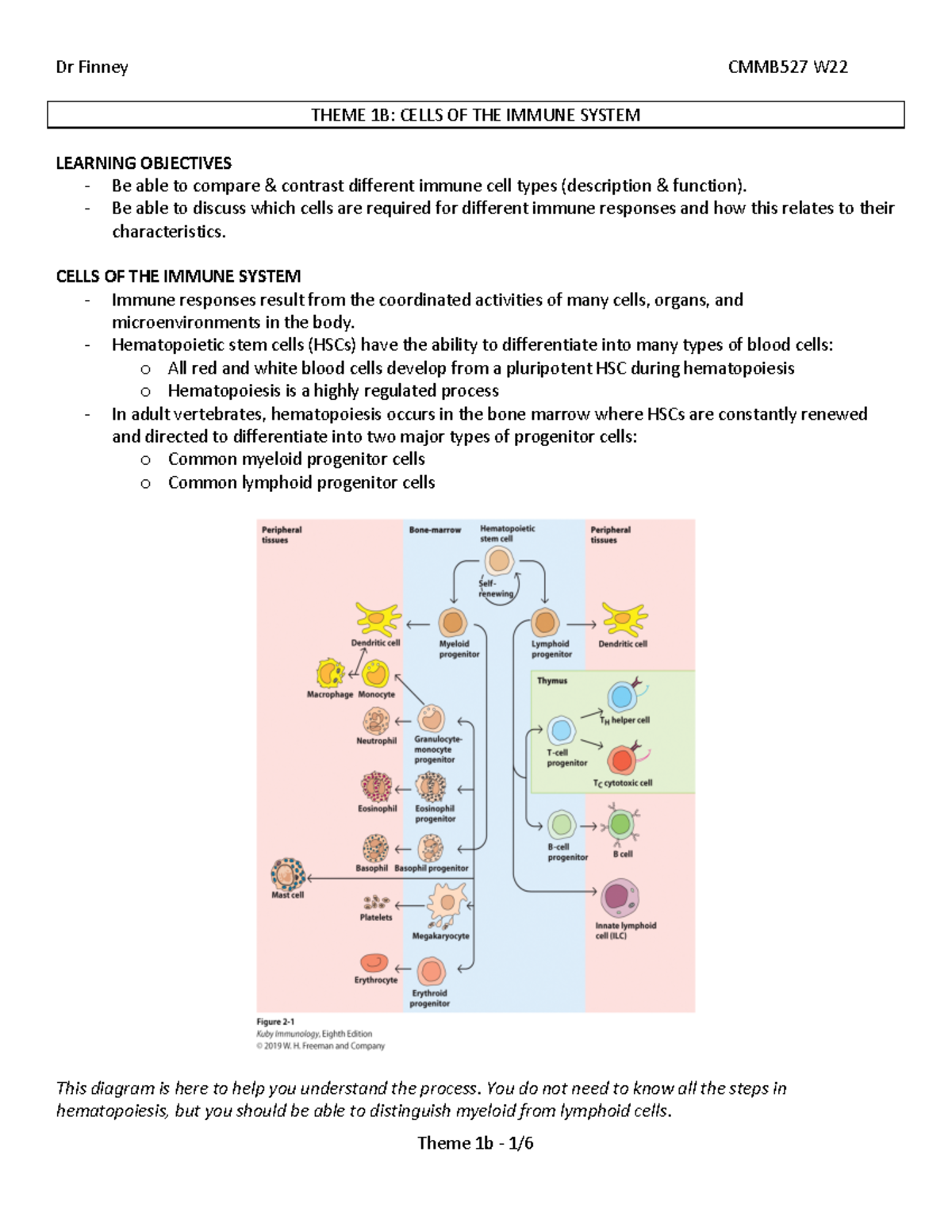 Theme 1B Cells - Notes - THEME 1B: CELLS OF THE IMMUNE SYSTEM LEARNING ...