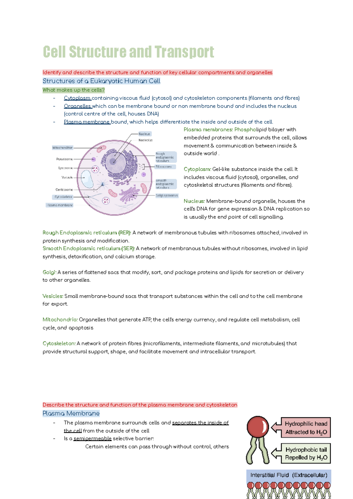 L1 Cell Structure and Transport - Google Docs - Cell Structure and ...