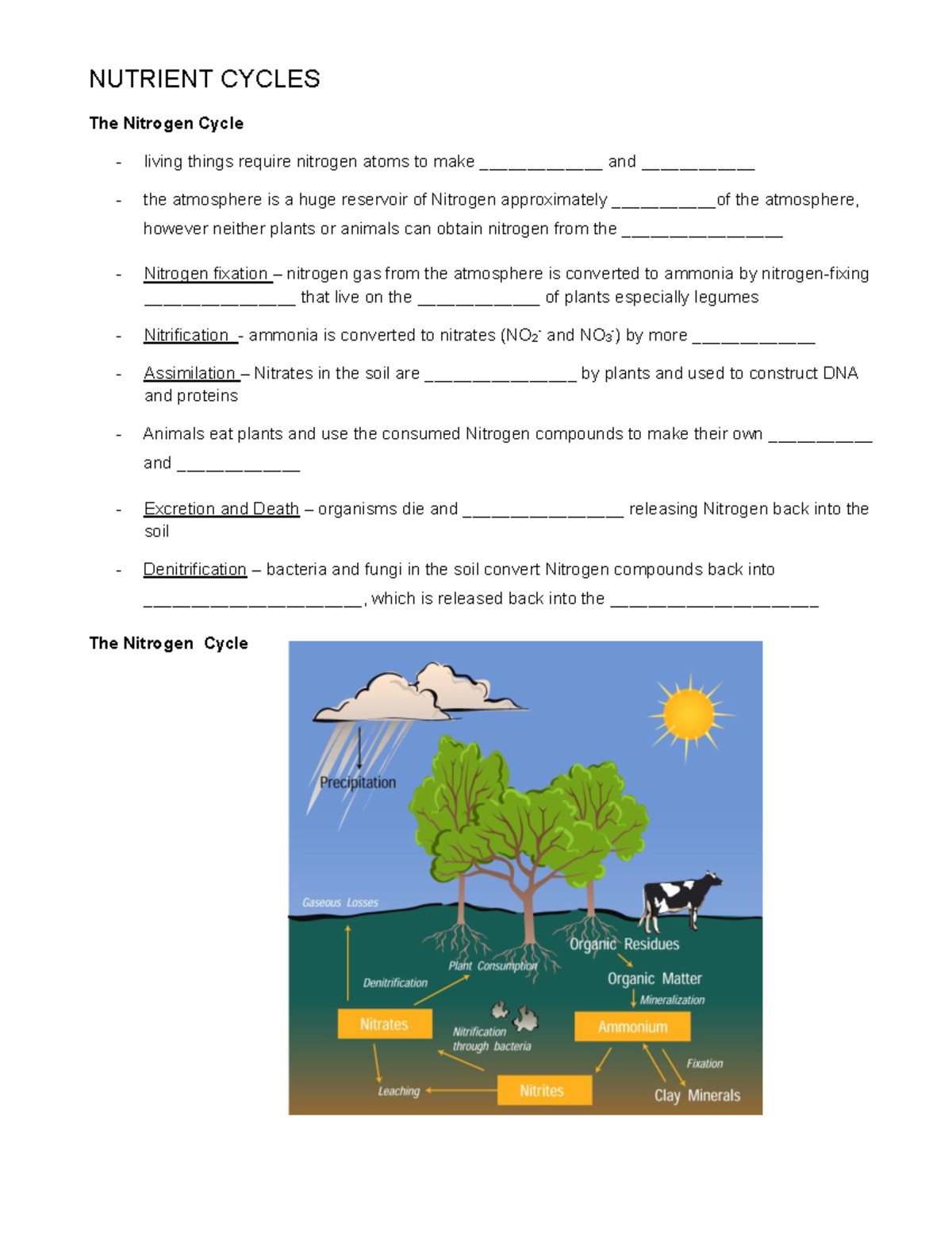 Cycling Matter Fill in the blanks - NUTRIENT CYCLES The Nitrogen Cycle ...