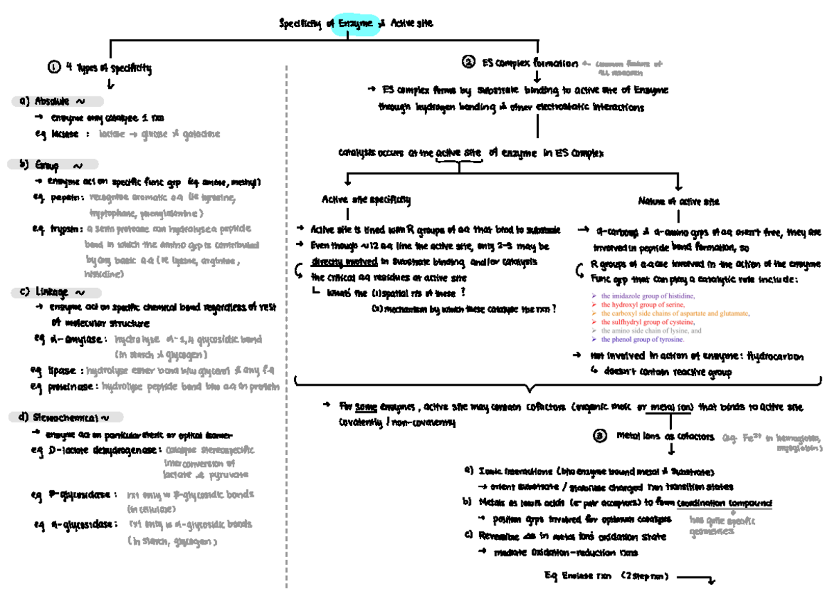 enzyme biochemistry - Specificity of Enzyme O Active site ↑ 14 2 ES ...
