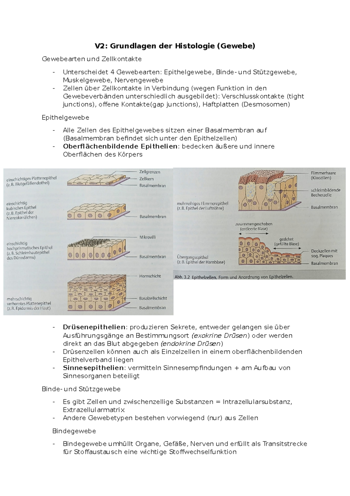 Anatomie Histologie - V2: Grundlagen der Histologie (Gewebe ...