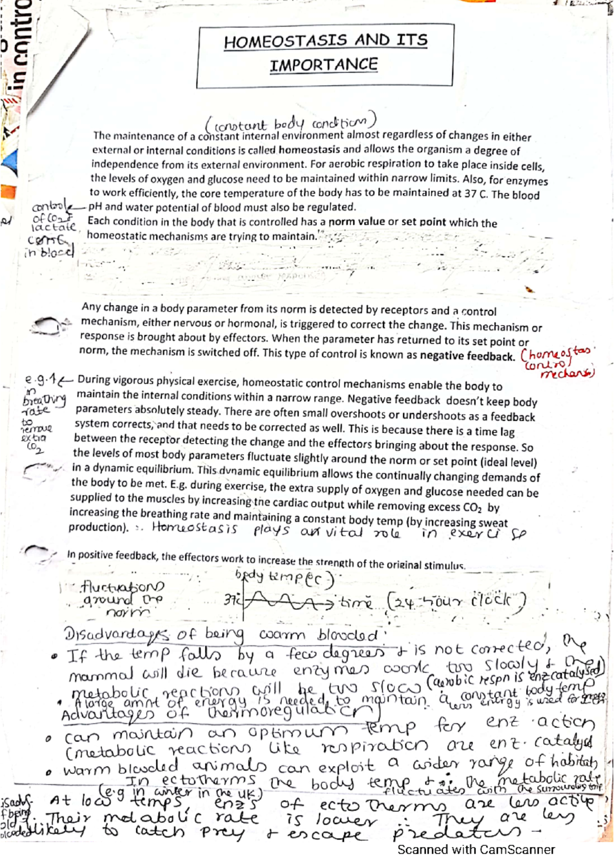 Homeostasis Thermoregulation - Studocu