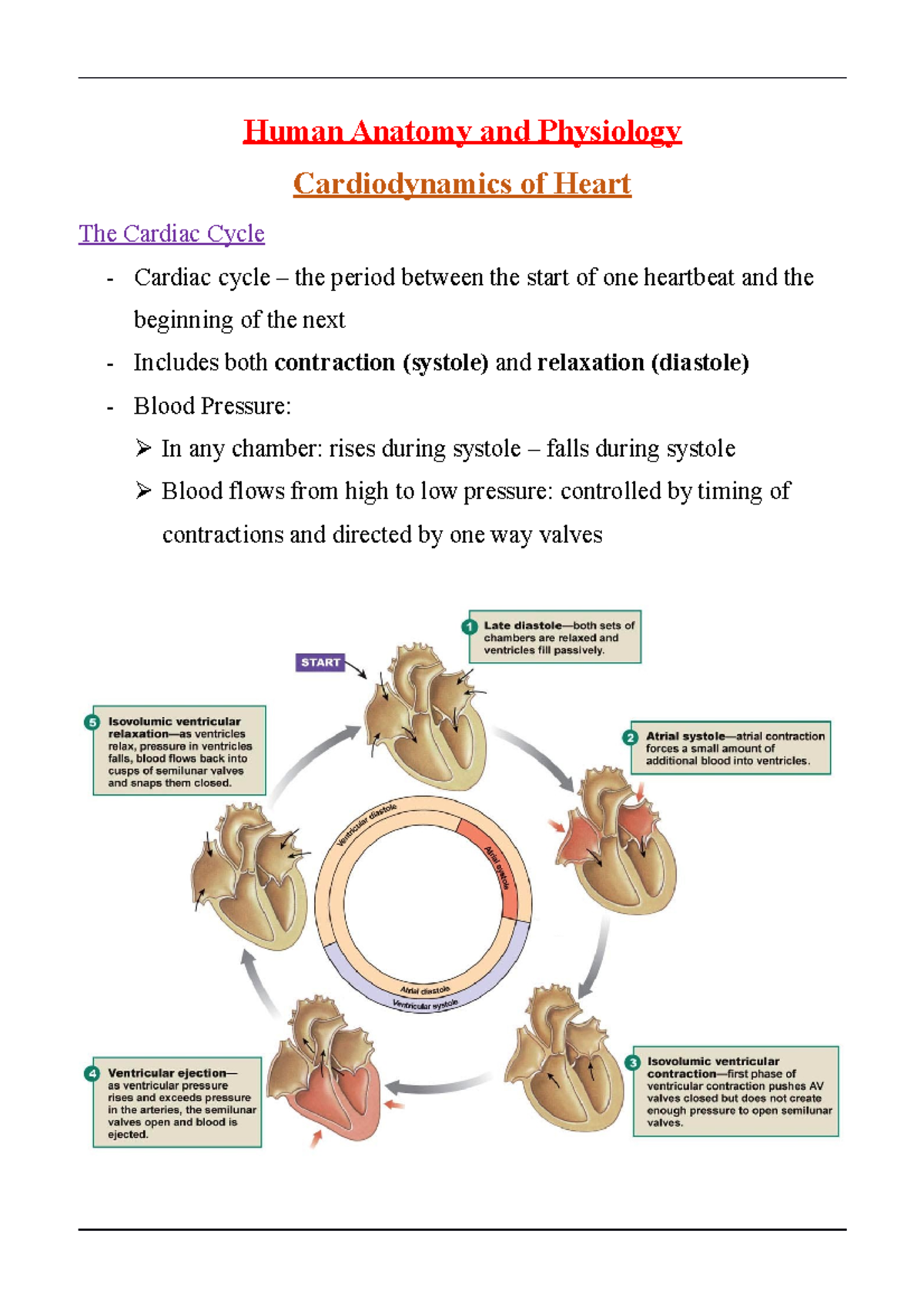 Cardiodynamics Of Heart Summary Human Anatomy And Physiology