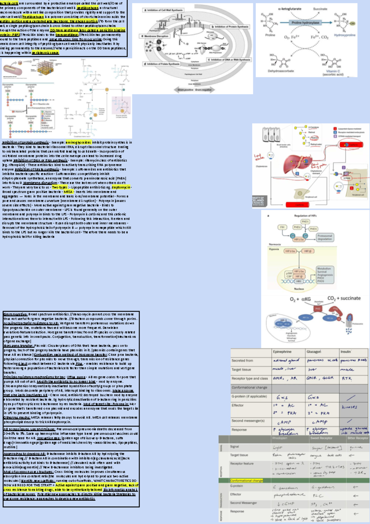 Biosci 106 - are surrounded by a protective envelope called the cell ...
