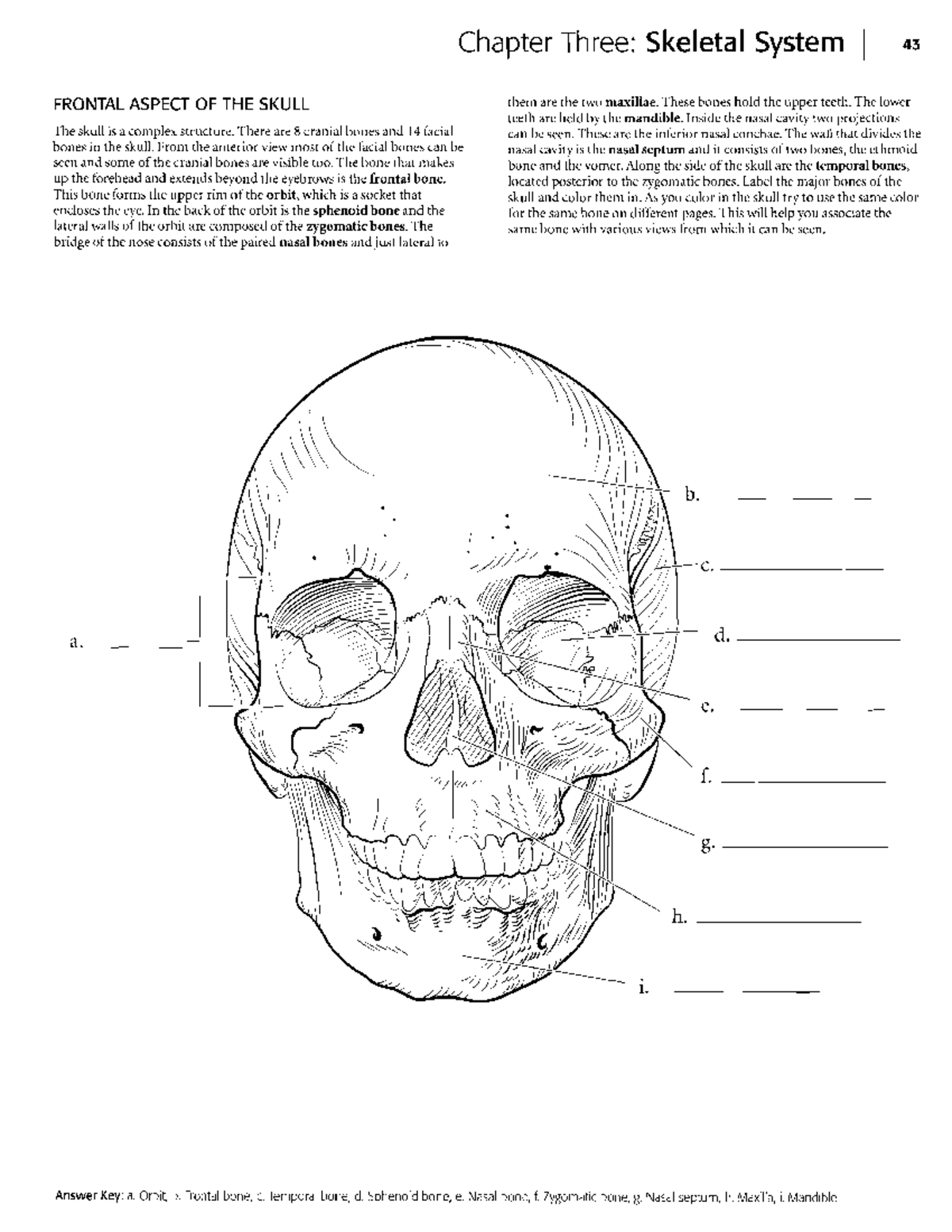 Chapter 3 - none - Chapter Three: Skeletal System 43 FRONTAL ASPECT OF THE SKULL The skull is a ...