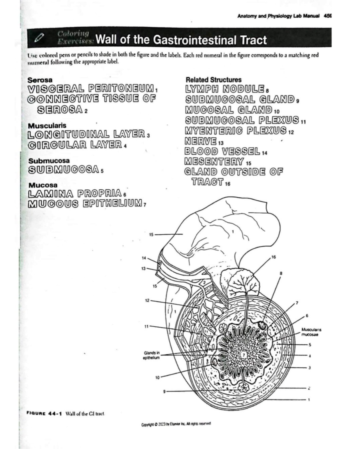 Digestive System - Human Anatomy and Physiology with Pathophysiology ...