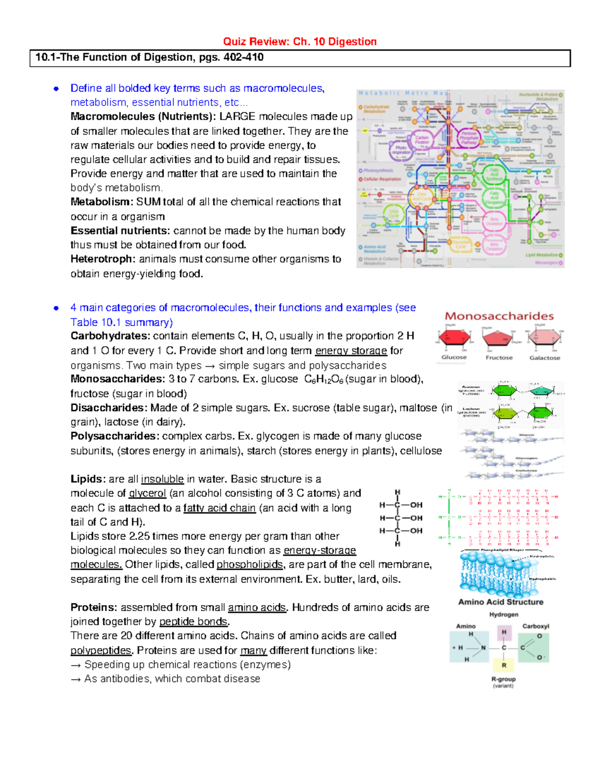 Part 1 of Quiz Review-Chapter 10 - Quiz Review: Ch. 10 Digestion 10-The ...