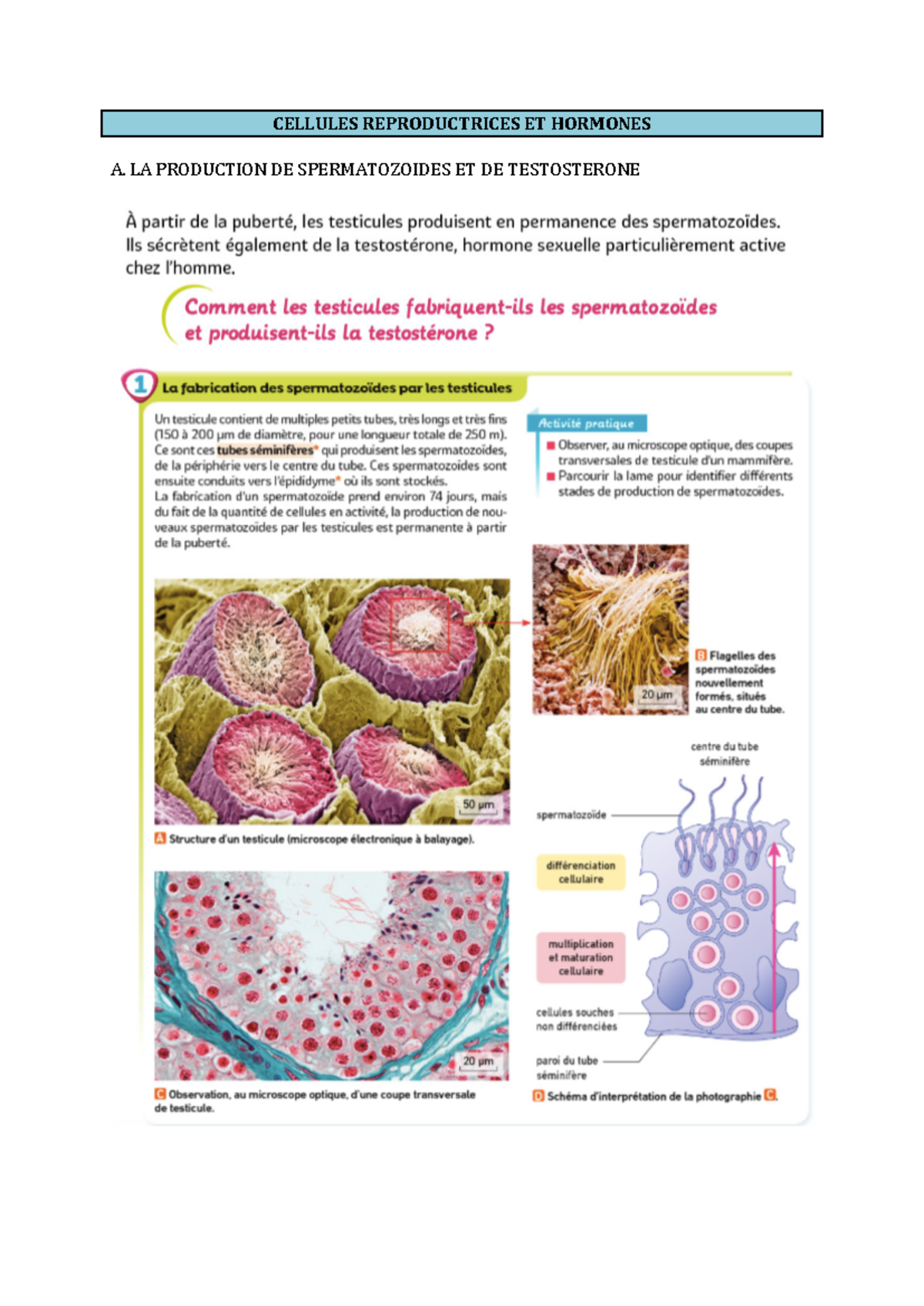 3. Cellules Reproductrices ET Hormones - CELLULES REPRODUCTRICES ET ...