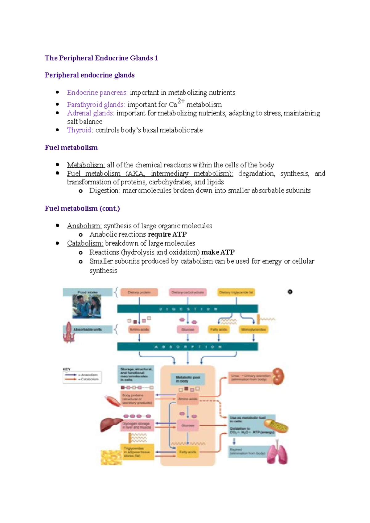 The Peripheral Endocrine Glands 1 - ) Anabolism: synthesis of large ...