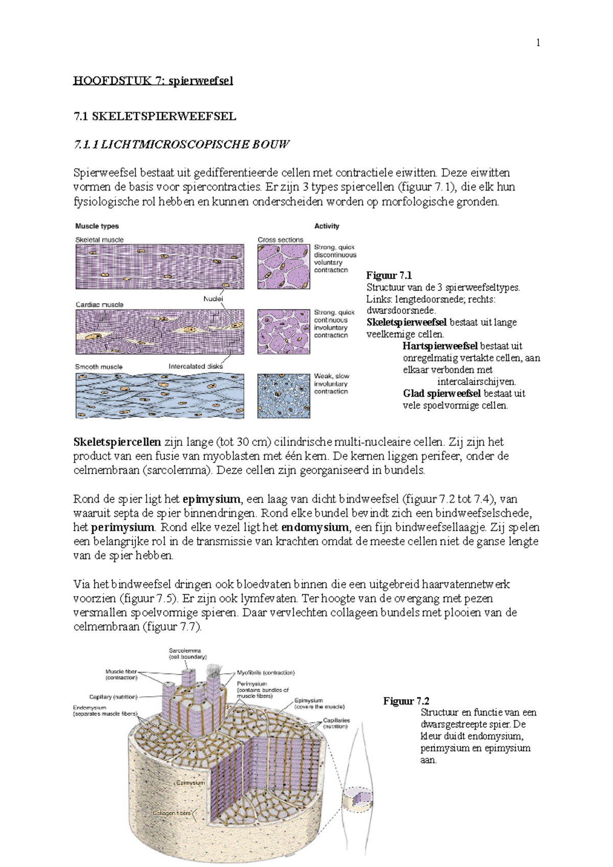 Histologie - HOOFDSTUK 7: spierweefsel 7 SKELETSPIERWEEFSEL 7.1 ...