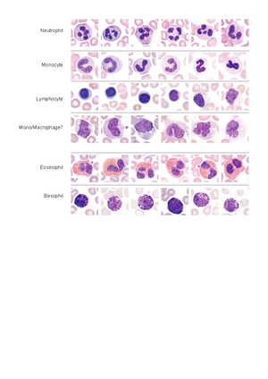 Chapter 4 Tissues - Tissues TISSUES AND HISTOLOGY Tissues – groups of ...