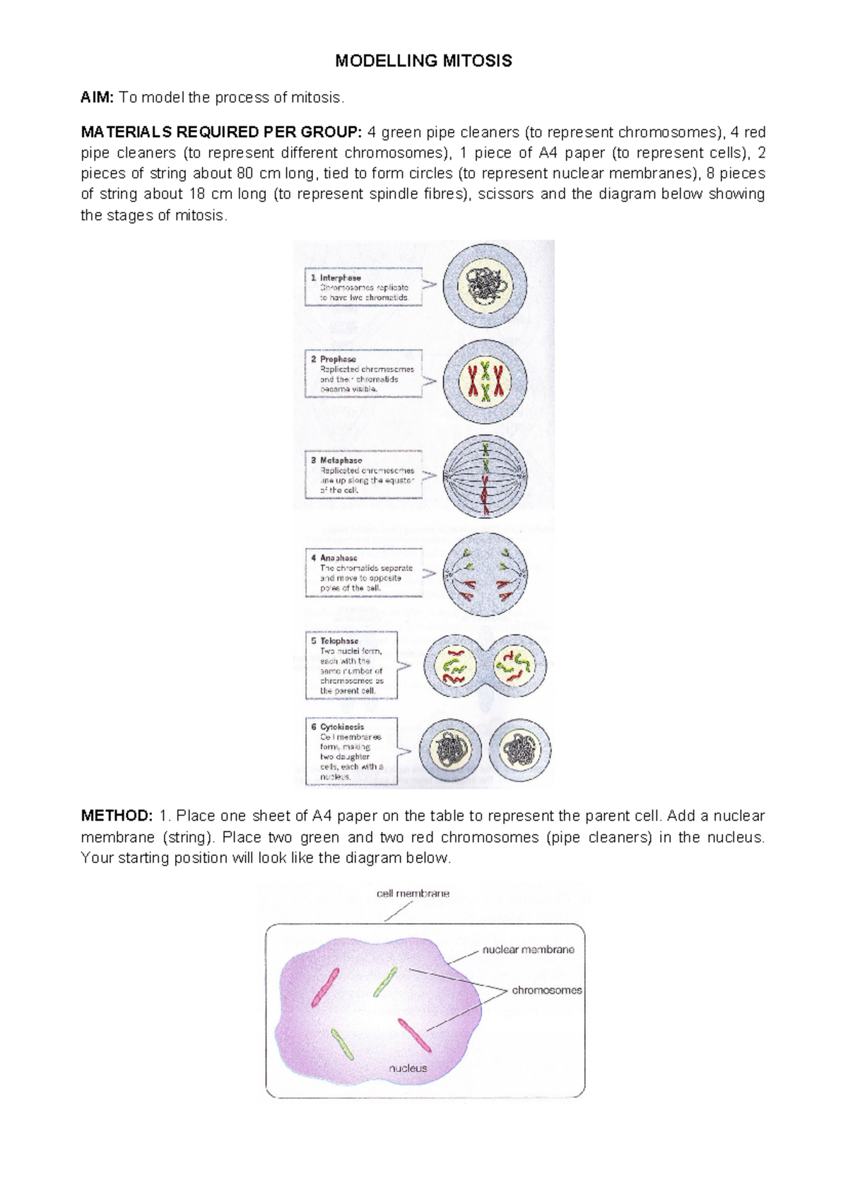 6. Modelling Mitosis - notes and questions - AIM: To model the process ...