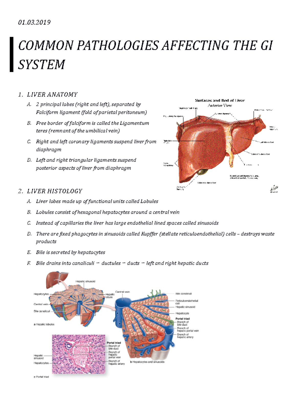 Histology And Function Medicine Gi Module With Various