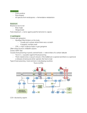 Cryptococcus - Pulmonary, bone, ocular, and cutaneous. - Cryptococcus ...