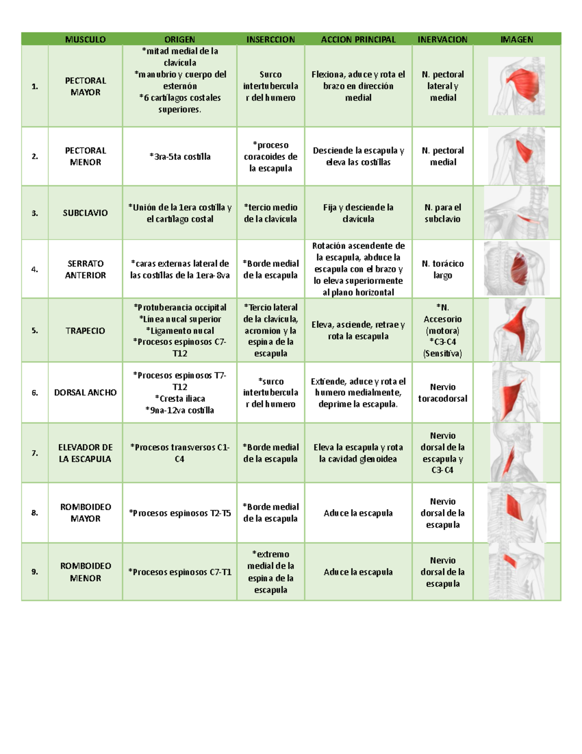 20 musculos - MUSCULO ORIGEN INSERCCION ACCION PRINCIPAL INERVACION ...