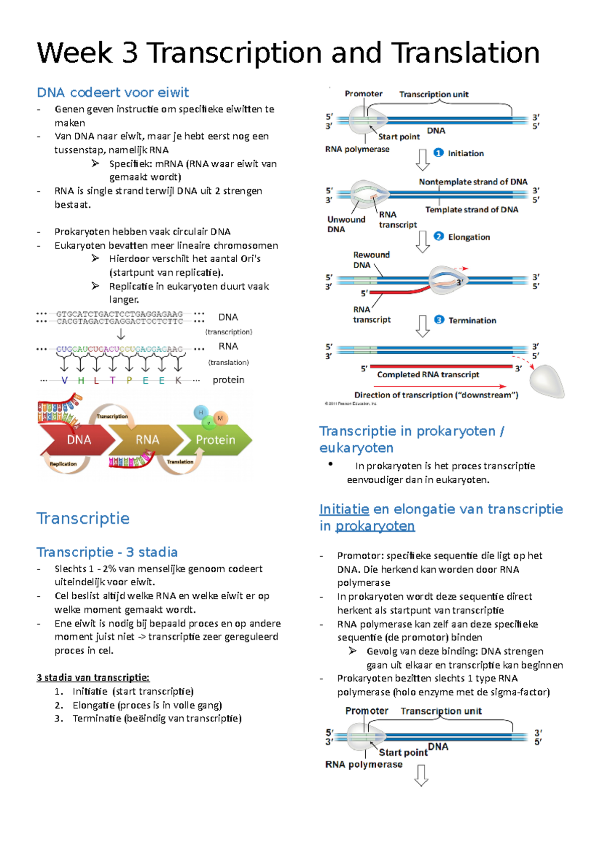 Week 3 Transcription and Translation - Week 3 Transcription and ...
