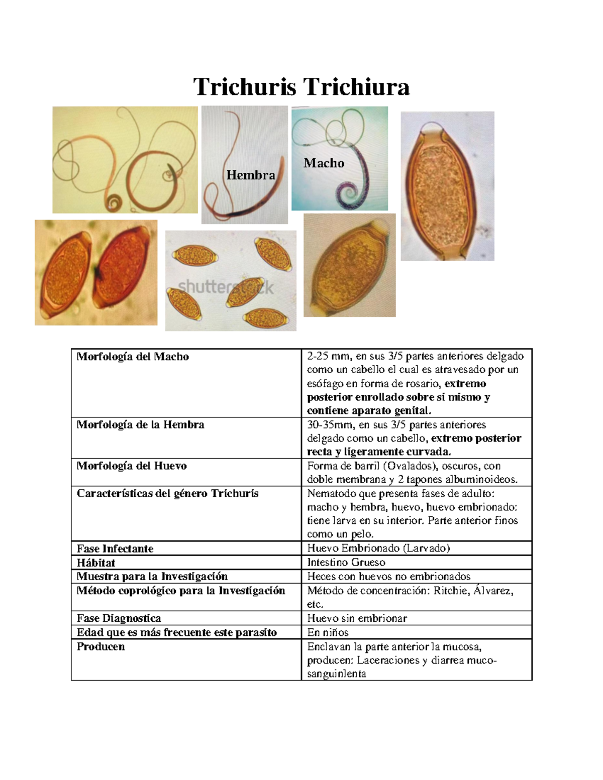 4to parcial parasito lab. Unido - Trichuris Trichiura Morfología del ...