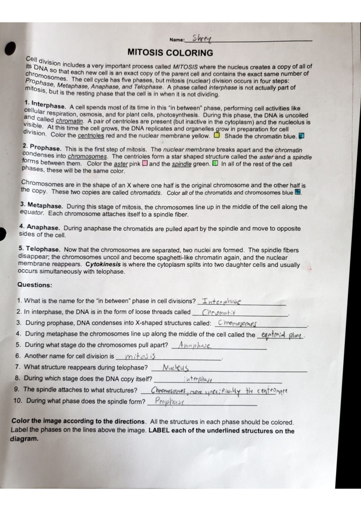 Mitosis Coloring Worksheet