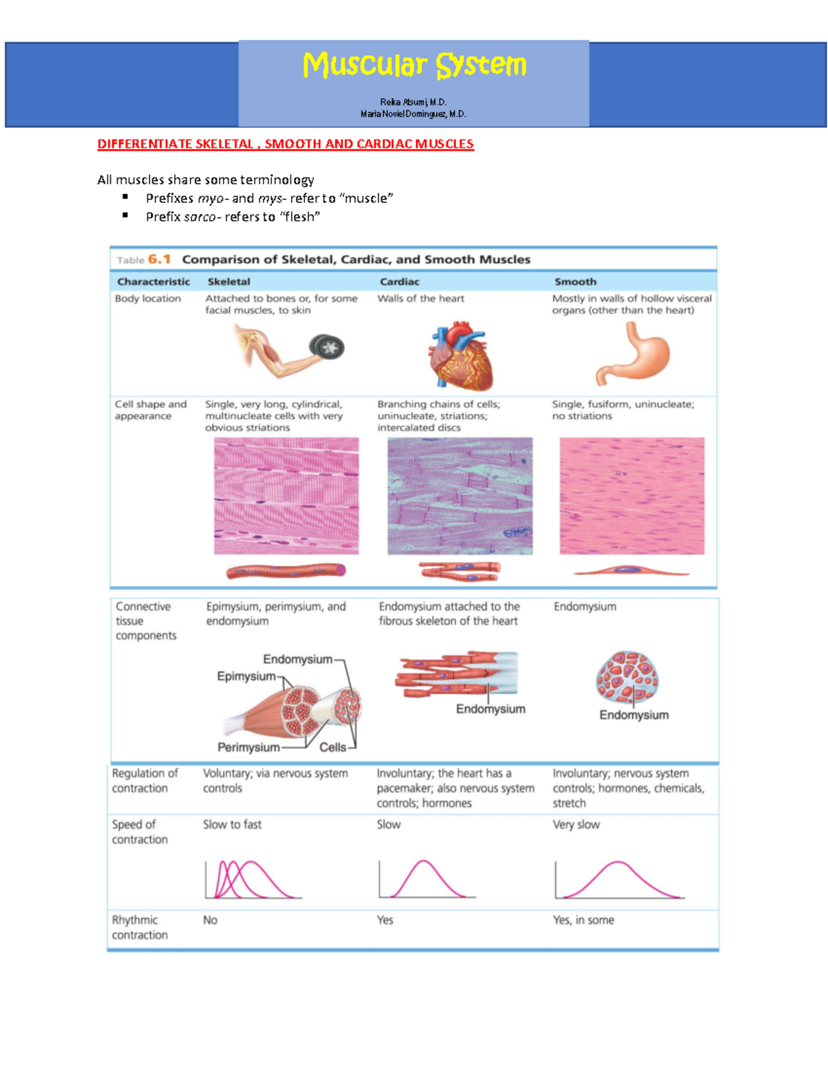 2-Muscular-System - DIFFERENTIATE SKELETAL , SMOOTH AND CARDIAC MUSCLES ...