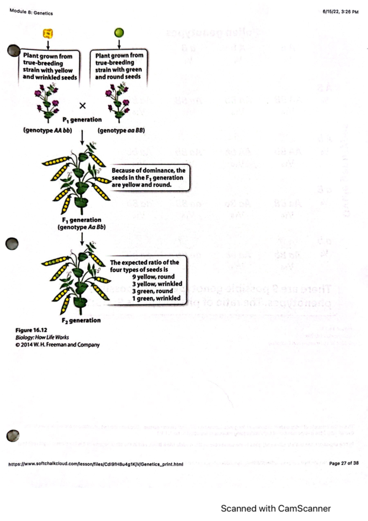 Genetics summary 3 - BIO 1204 - Studocu