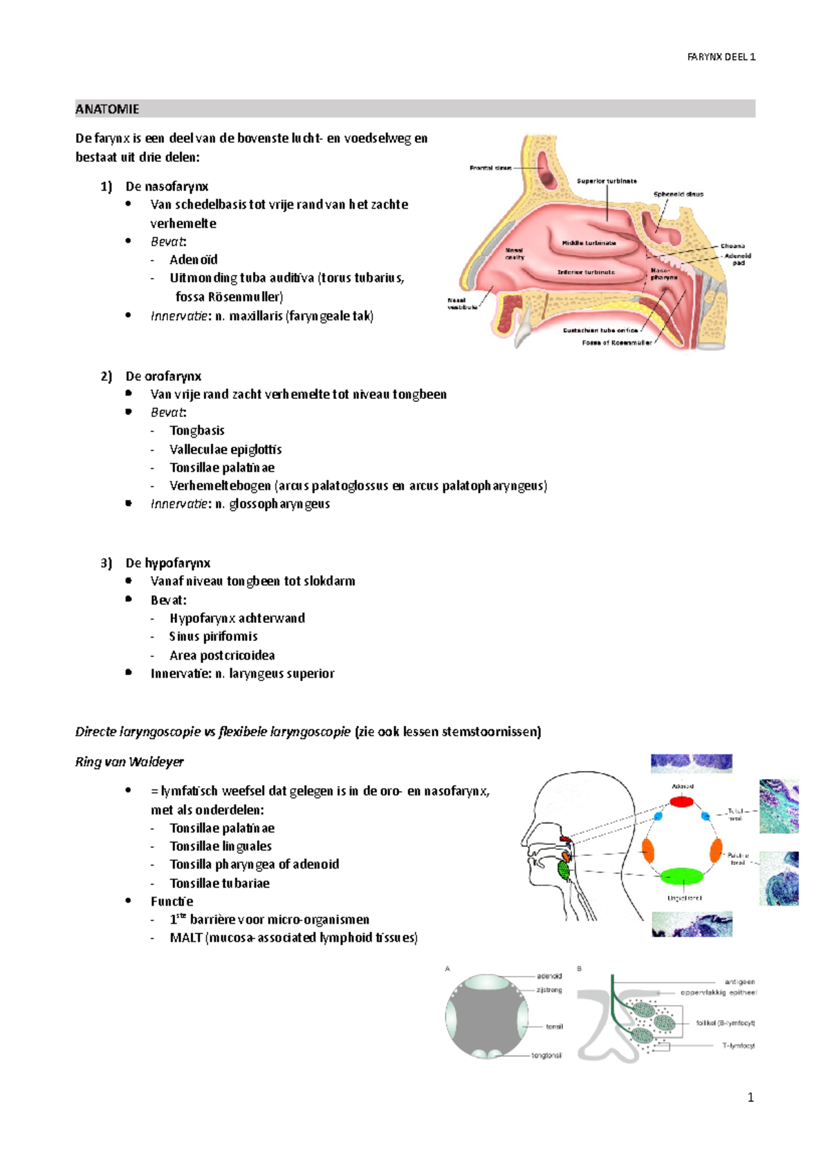 SV les 2 - farynx deel 1 - ANATOMIE De farynx is een deel van de ...