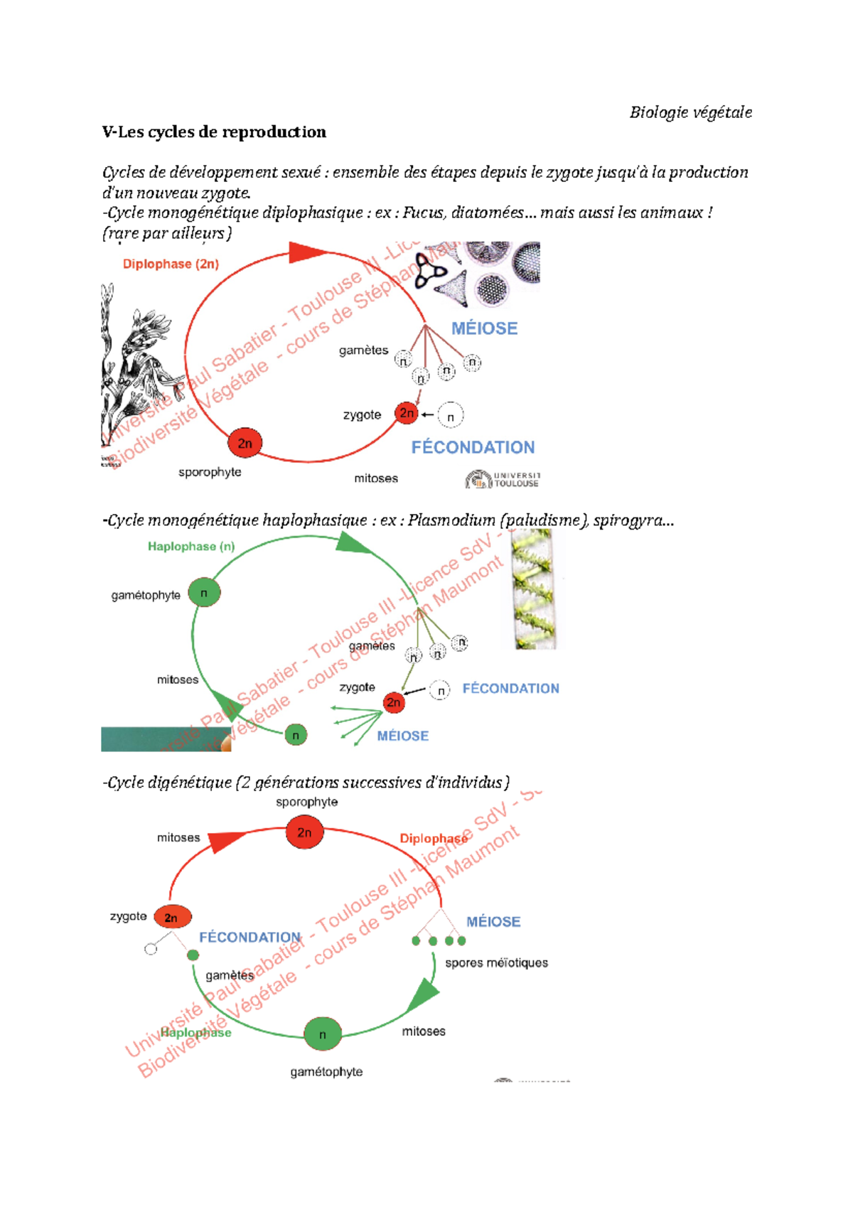 CM5-cycles de reproductions - Biologie végétale V-Les cycles de ...