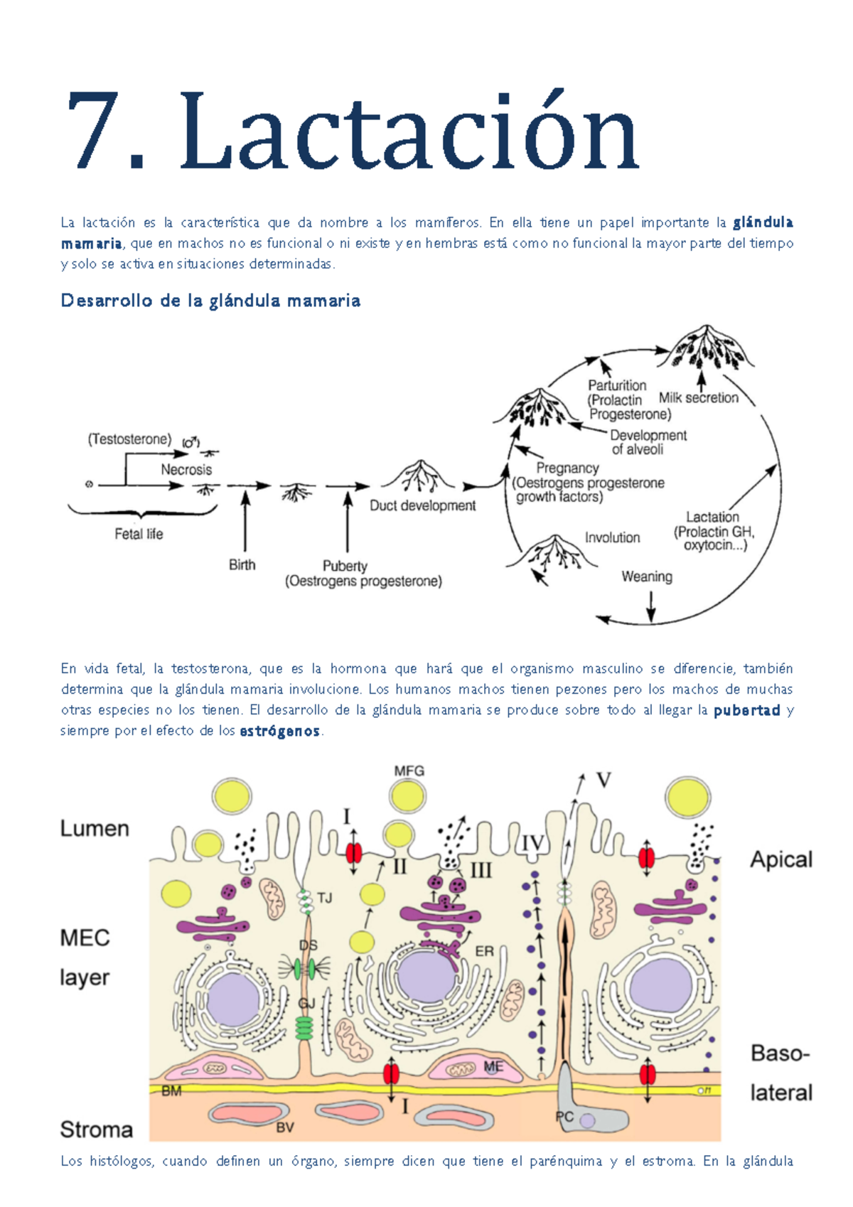 Tema 7. Lactación - 7. Lactación La lactación es la característica que ...