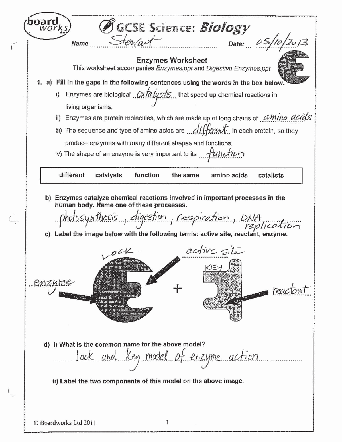 Enzymes Worksheet Answers - Studocu