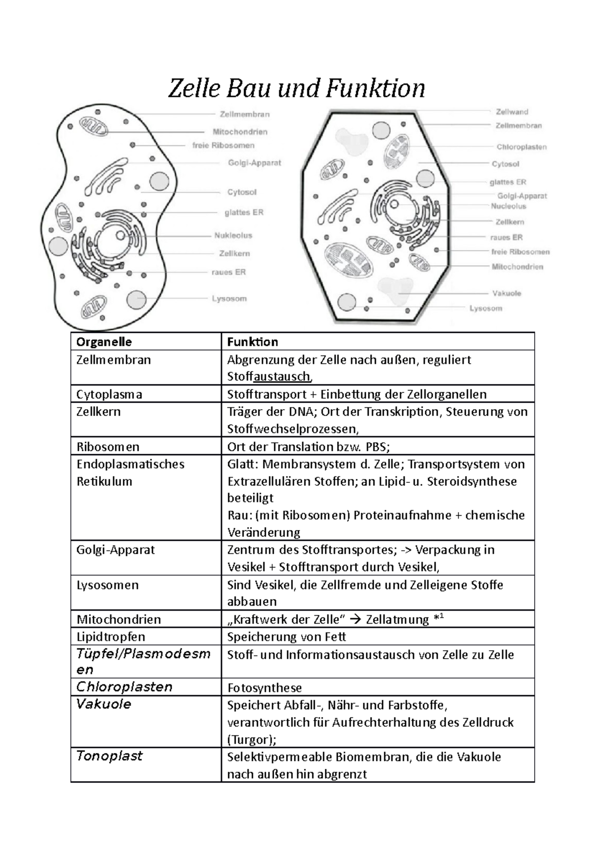 Zellen Bau und Funktion - Zelle Bau und Funktion Organelle Funktion ...