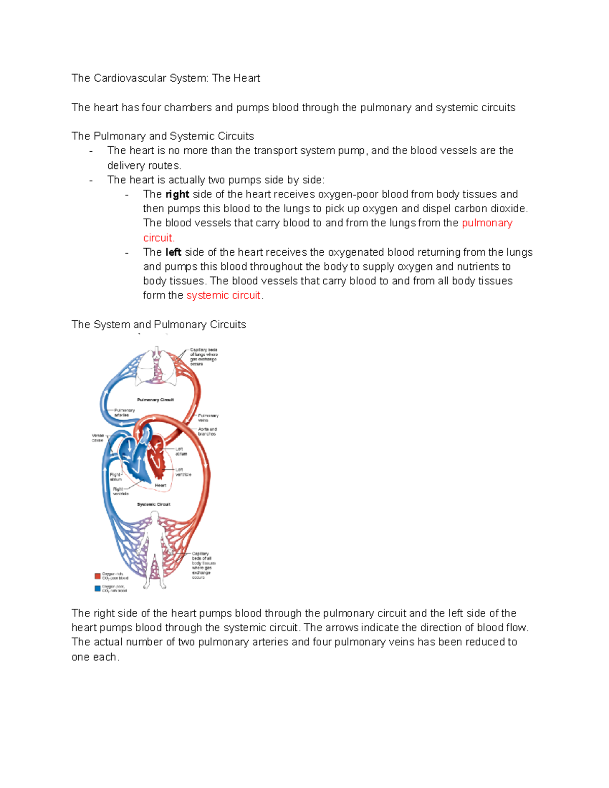 BIOL213 Heart - lecture notes - The Cardiovascular System: The Heart ...