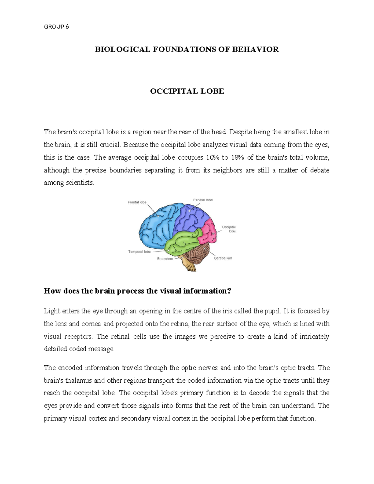 Occipital LOBE - BIOLOGICAL FOUNDATIONS OF BEHAVIOR OCCIPITAL LOBE The ...