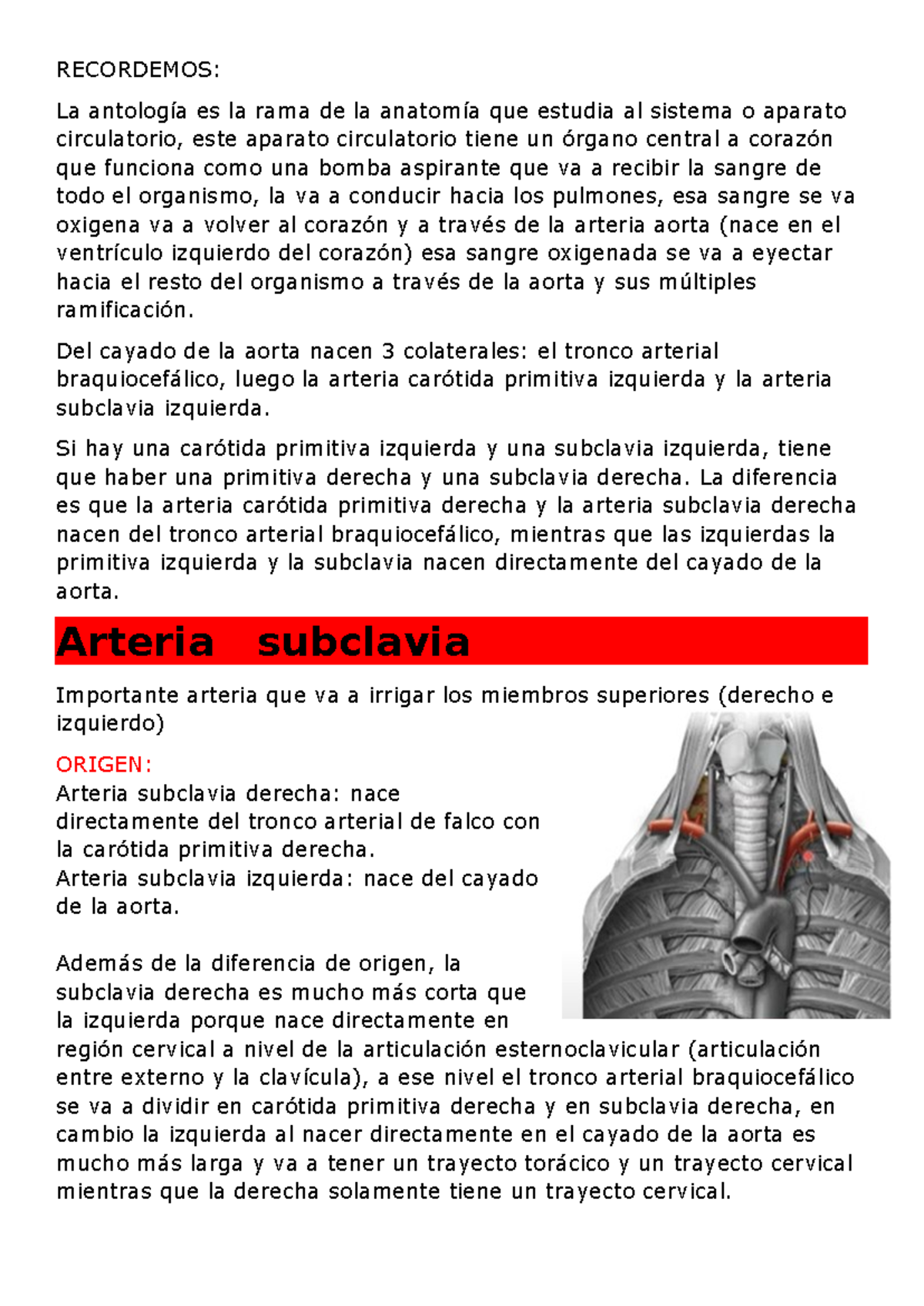 Arteria subclavia-carotida primitiva e interna - RECORDEMOS: La ...