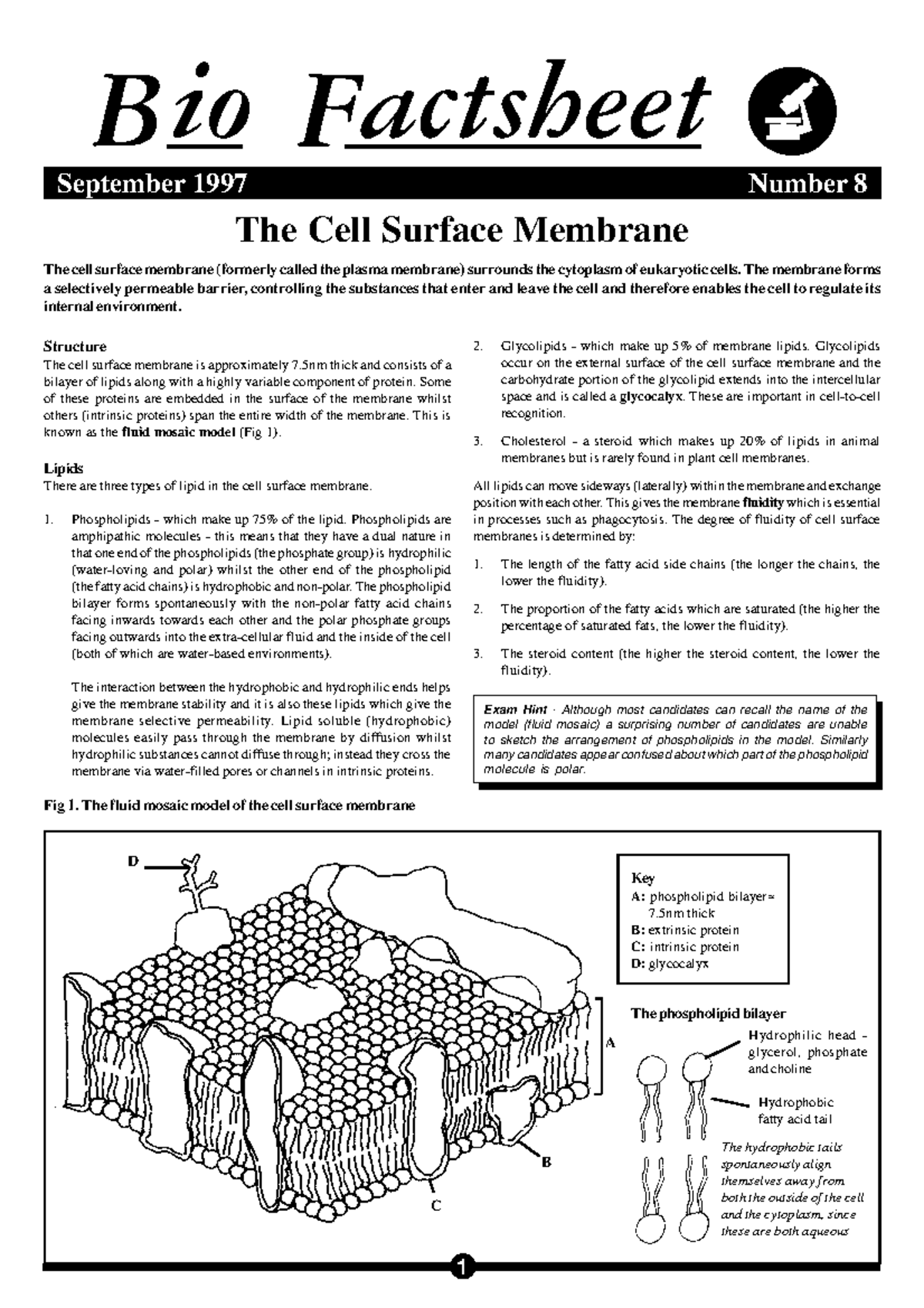 Biofact sheetcell surface membrane - The Cell Surface Membrane Bio ...