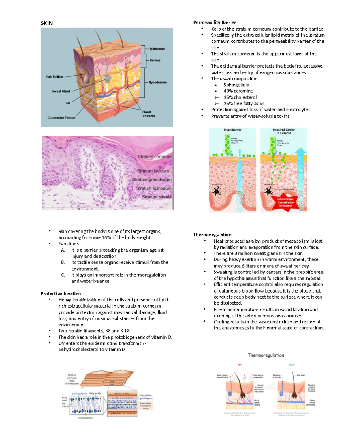 Histology-SKIN 1 - Histology-SKIN 1 - SKIN Skin covering the body is ...