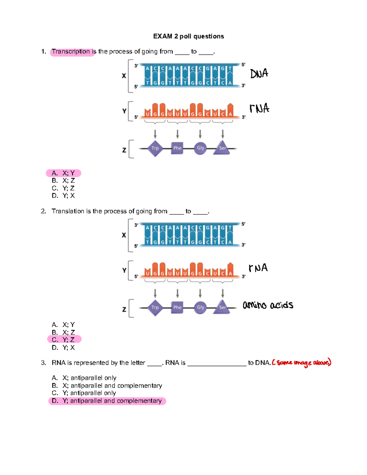 EXAM 3 poll questions 2 - EXAM 2 poll questions 1. Transcription is the ...
