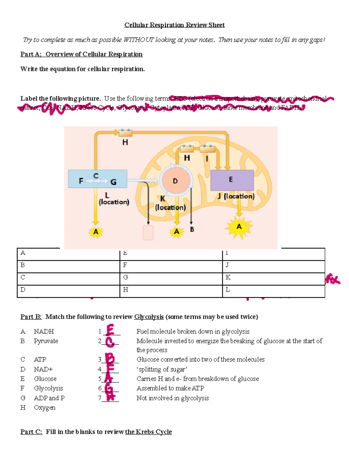 Cell respiration review ACA 2020-1 copy - Cellular Respiration Review ...