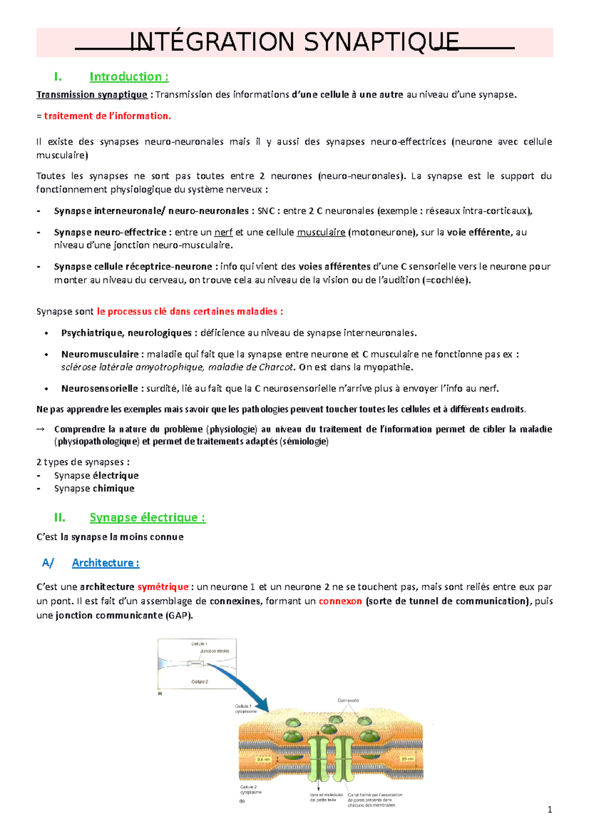 3-Intégration Synaptique - INTÉGRATION SYNAPTIQUE I. Introduction ...