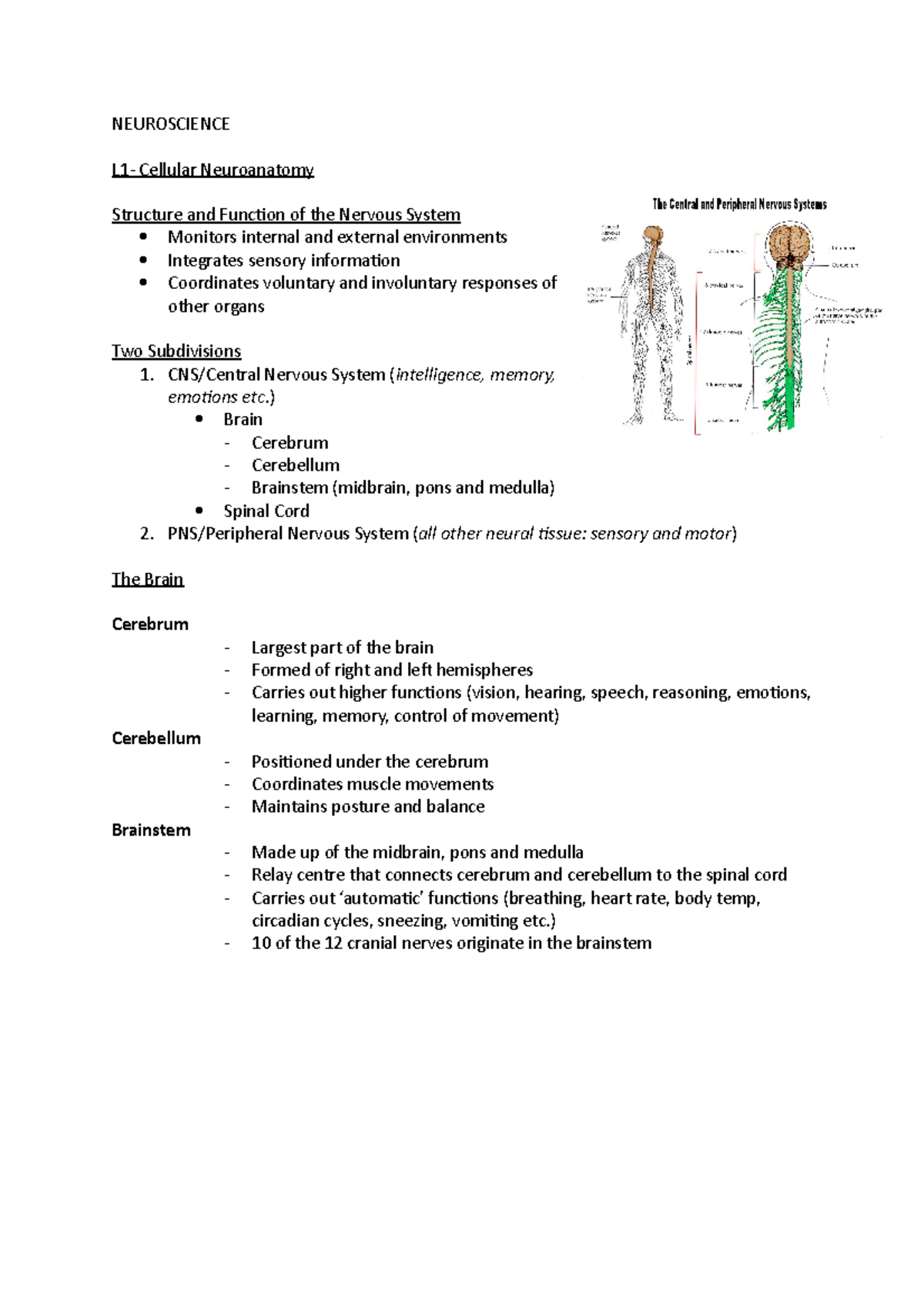 Neuroscience Notes - Lecture 1 - Cellular Neuroanatomy basics from the ...
