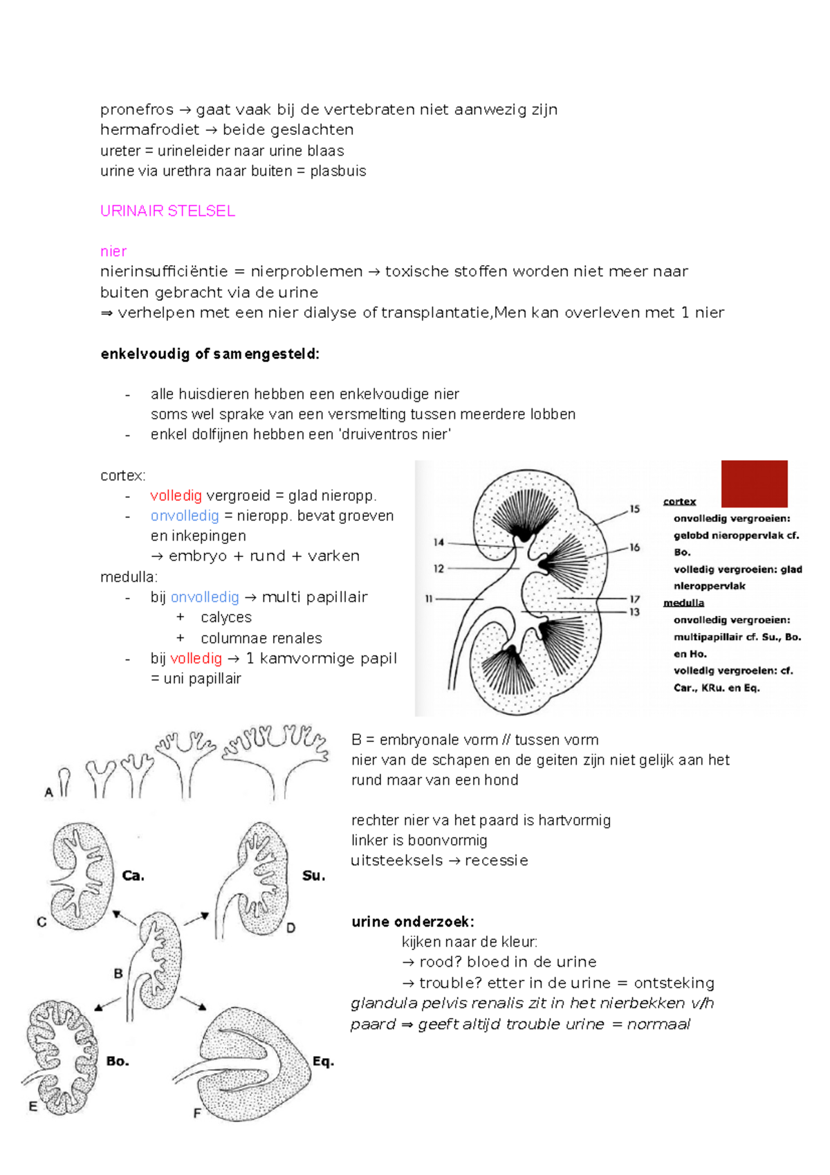 Urogenitaalstelsel kleine samenvatting - pronefros → gaat vaak bij de ...