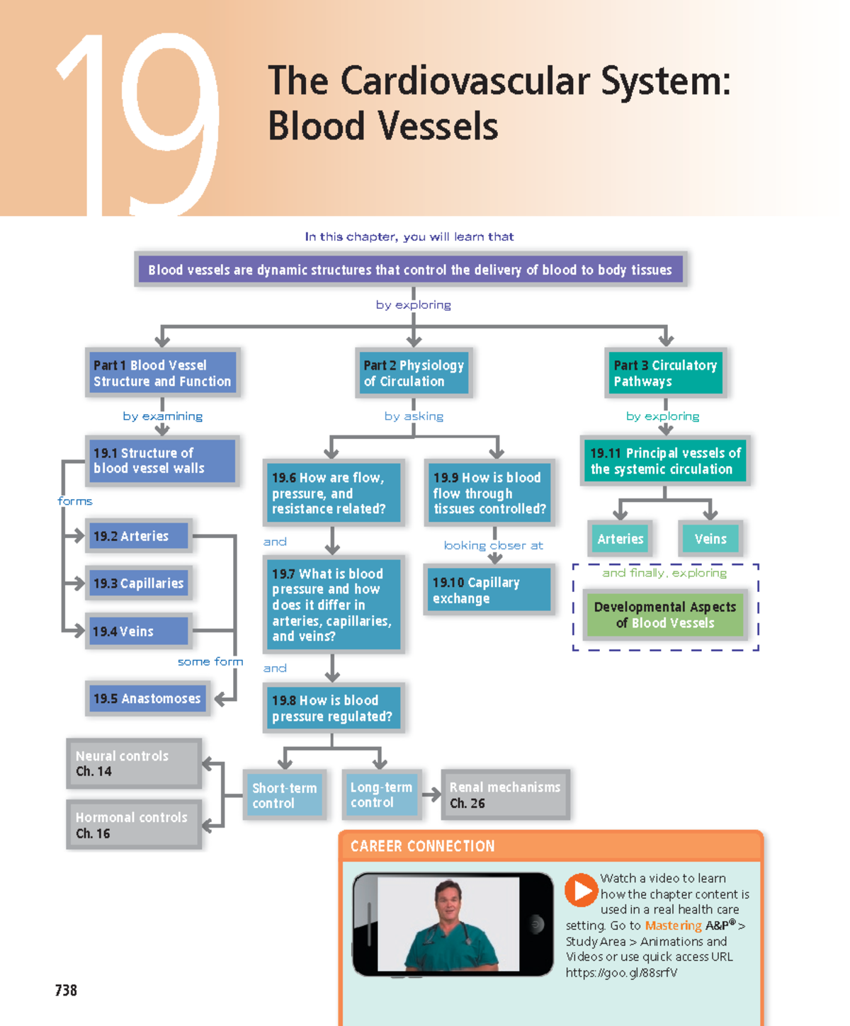 Blood vessel chapter - NEW-1-29 - ####### 738 The Cardiovascular System ...