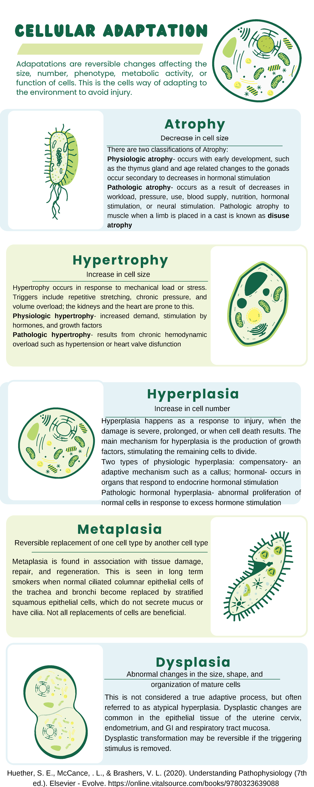 Cellular Adaptation - infographic - Cellular Adaptation Adapatations ...