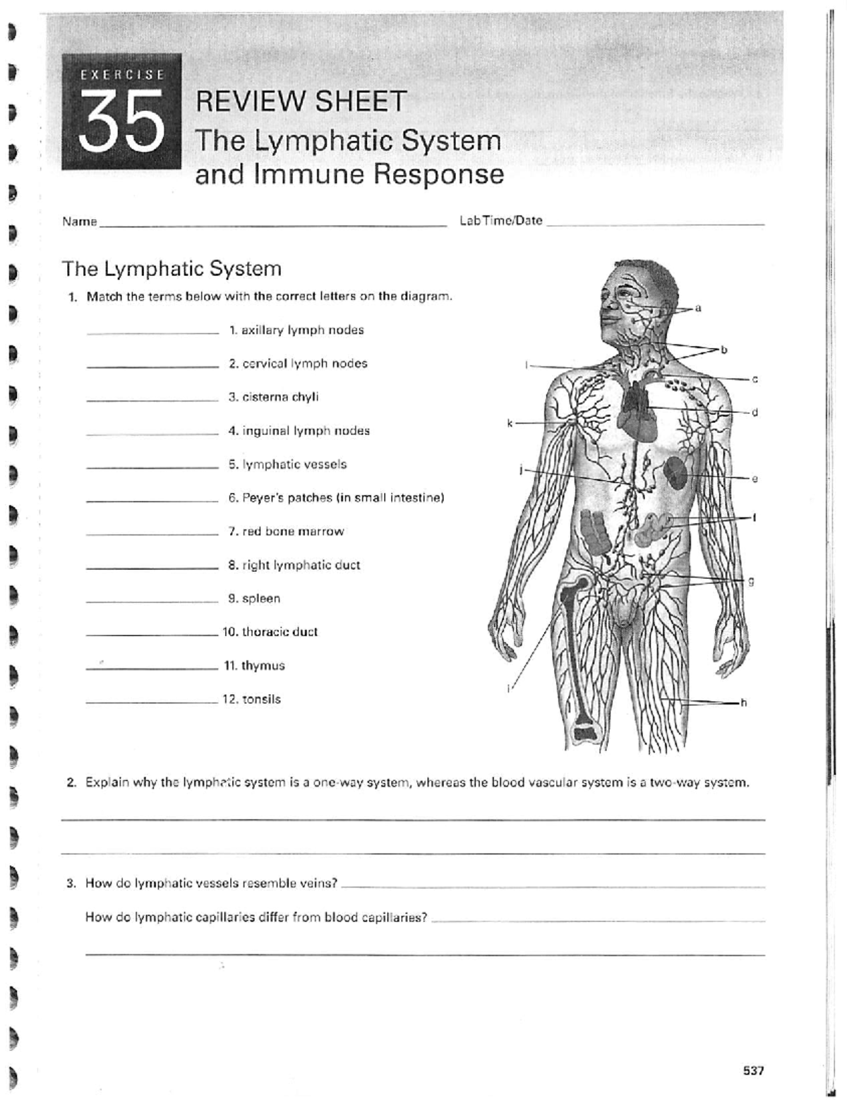 Lymph 1 - HAN202 - Studocu