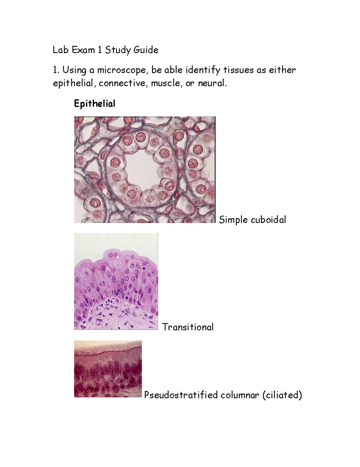 Lab Exam 1 Study Guide - Lab Exam 1 Study Guide 1. Using a microscope ...