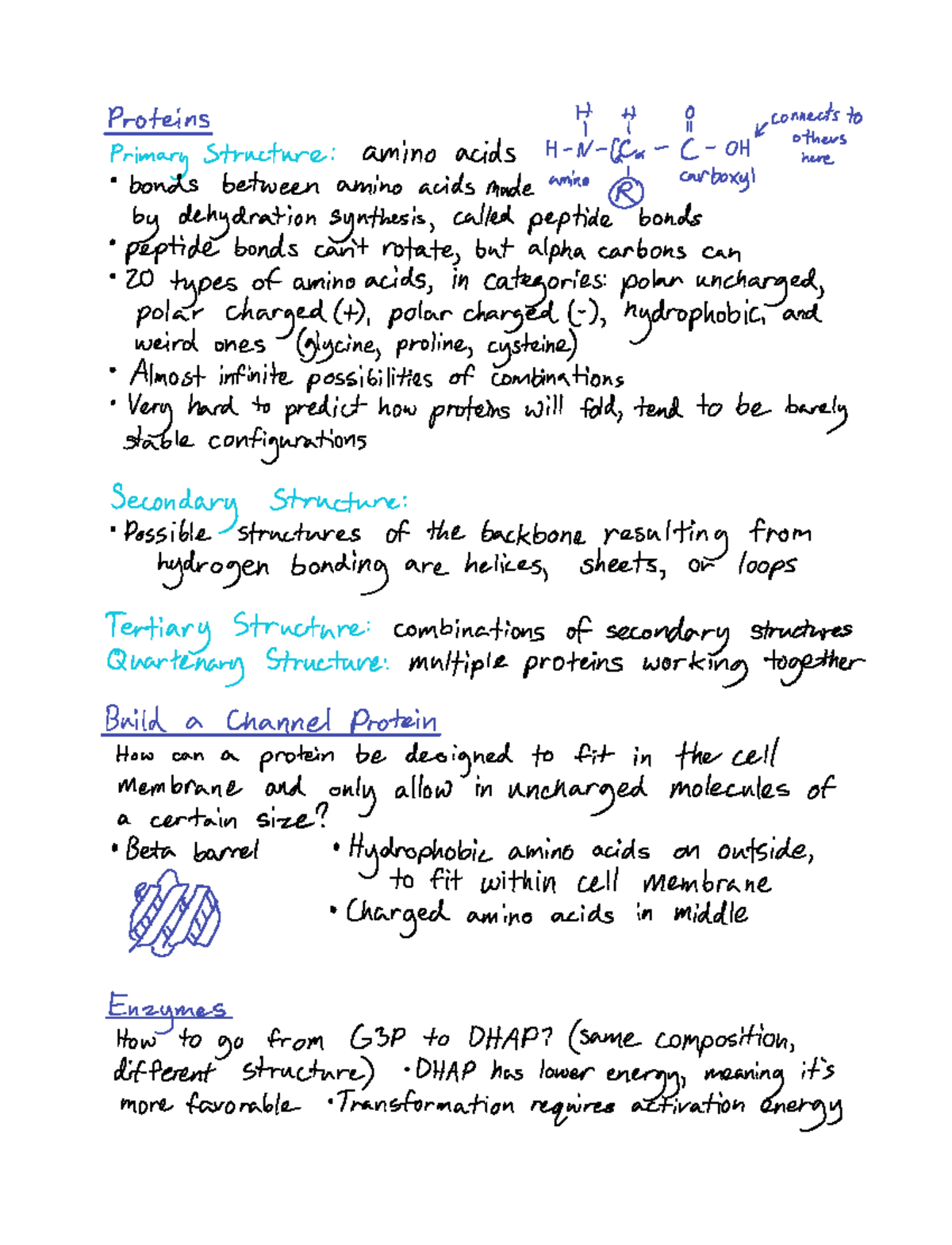 Proteins and enzymes - Primary structure amino acids H É fo É out IIIs ...