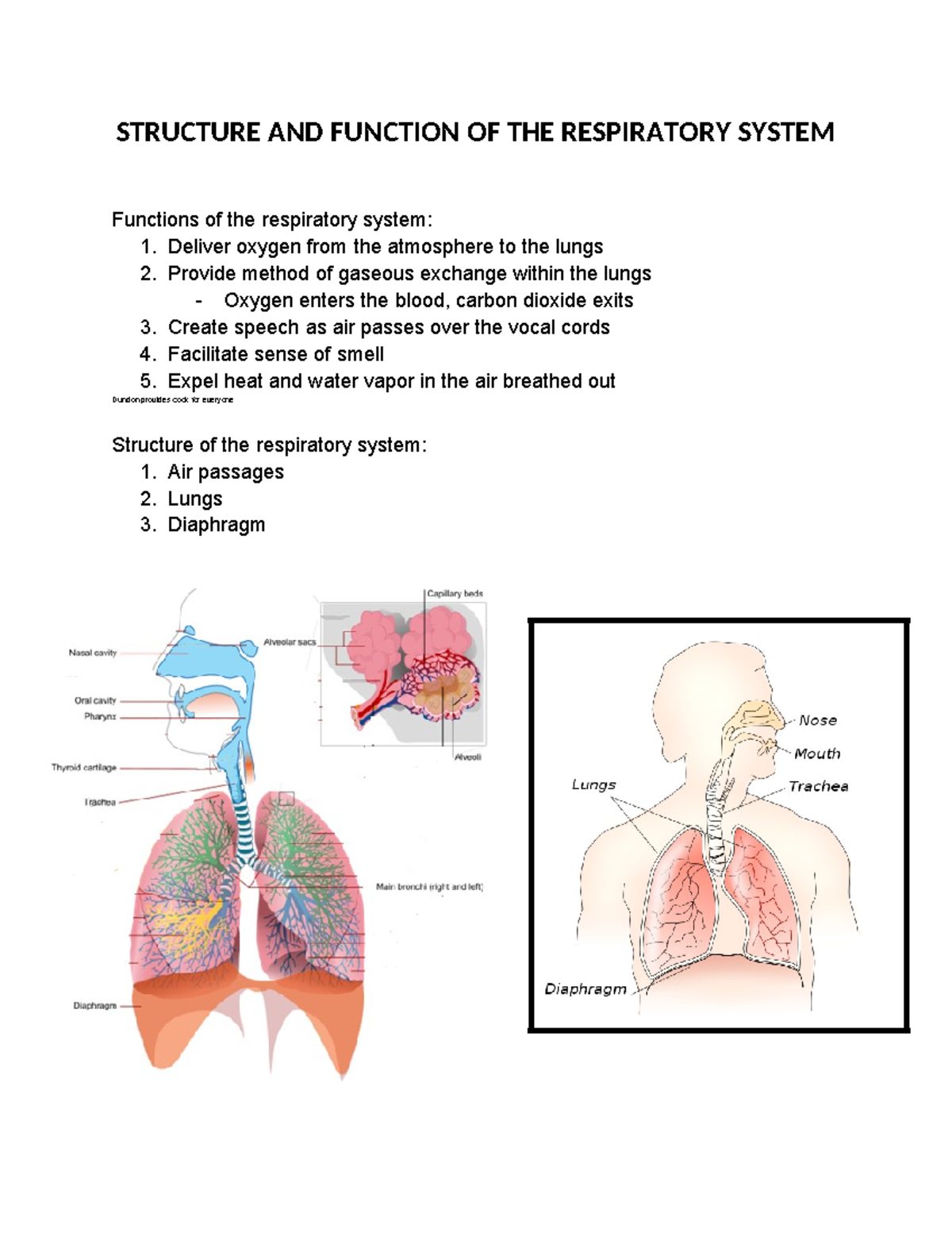 Copy of Structure AND Function OF THE Respiratory System - STRUCTURE ...